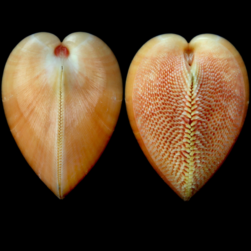 Nemocardium Bechei - Filippine