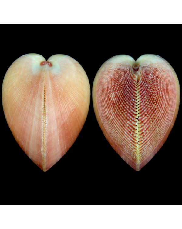 Nemocardium Bechei