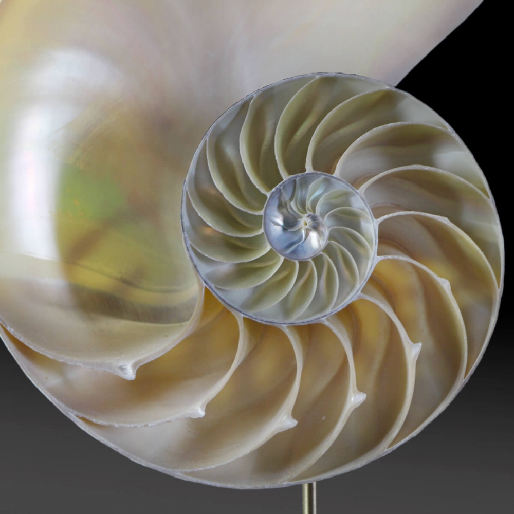 Nautilus Pompilius su Piedistallo