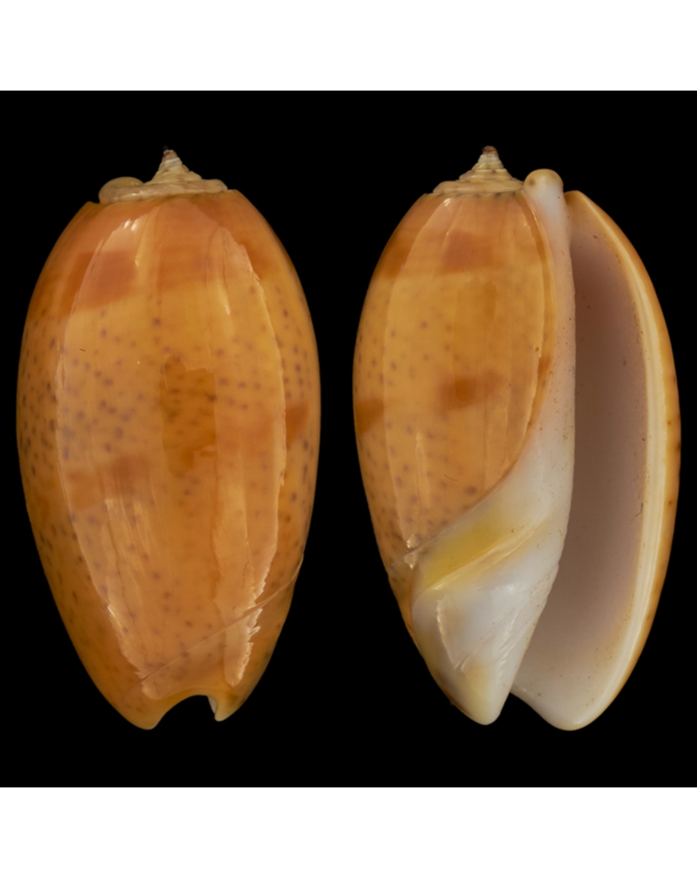 Oliva Bulbosa Aurata "Spotted" - Madagascar