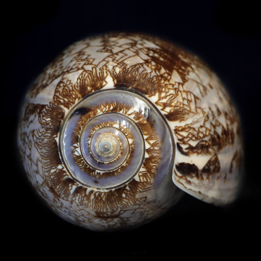 Oliva Porphyria - GIANT GEM