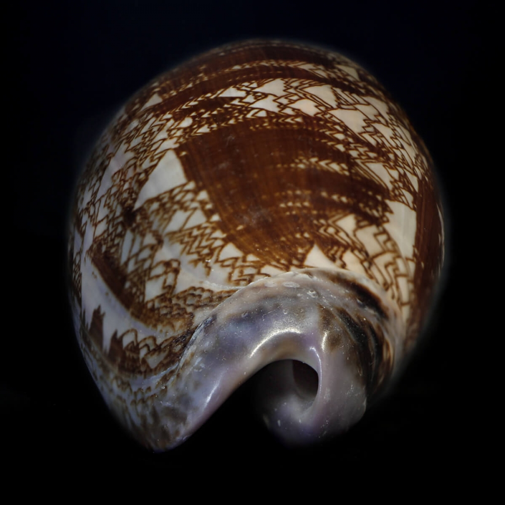 Oliva Porphyria - GIANT GEM