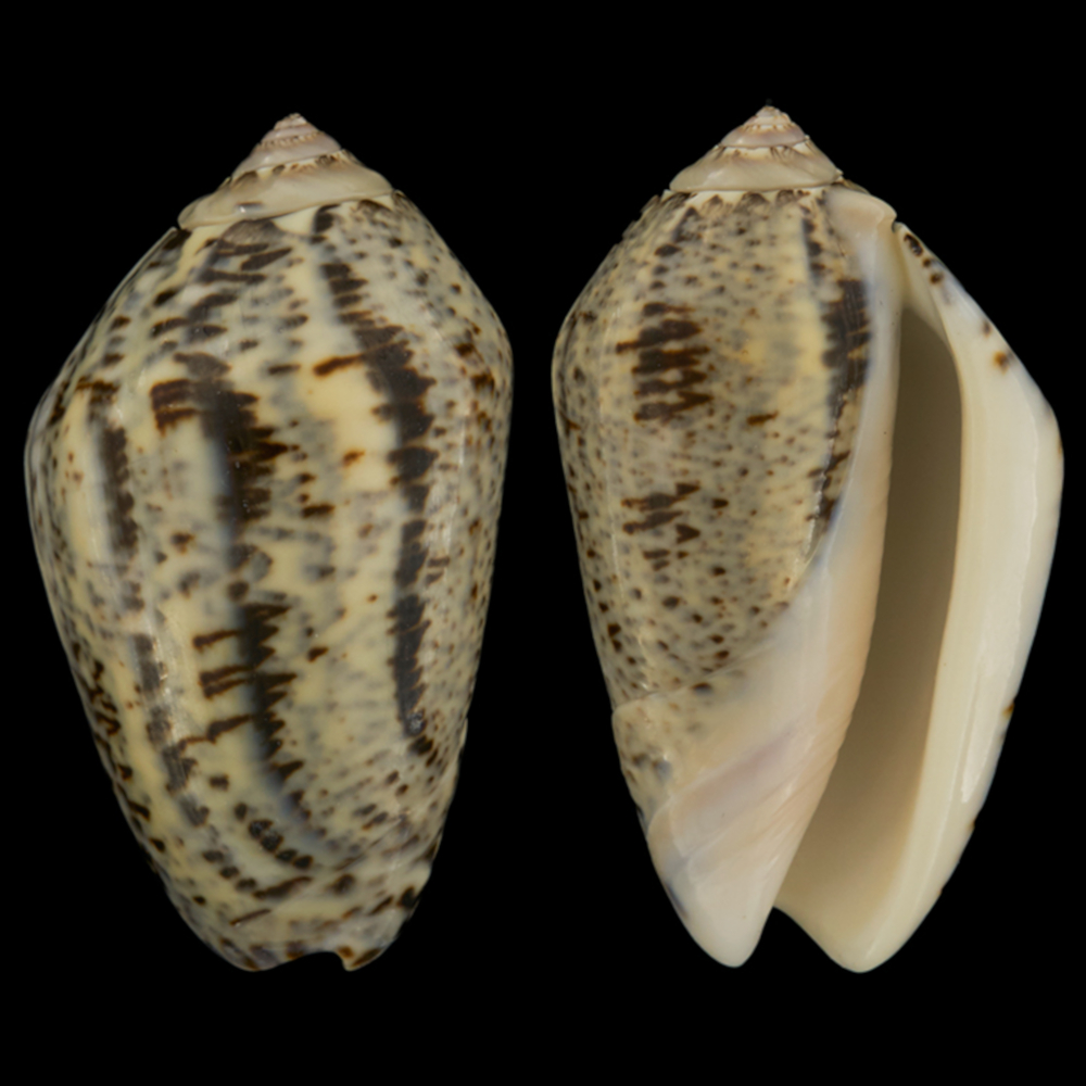 Oliva Incrassata - Messico