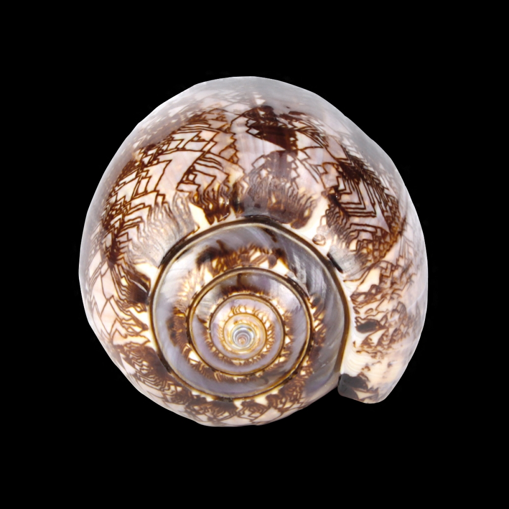 Oliva Porphyria - GIANT GEM