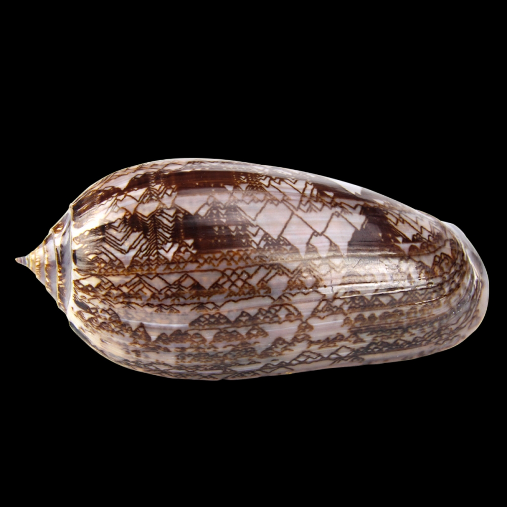 Oliva Porphyria - GIANT GEM