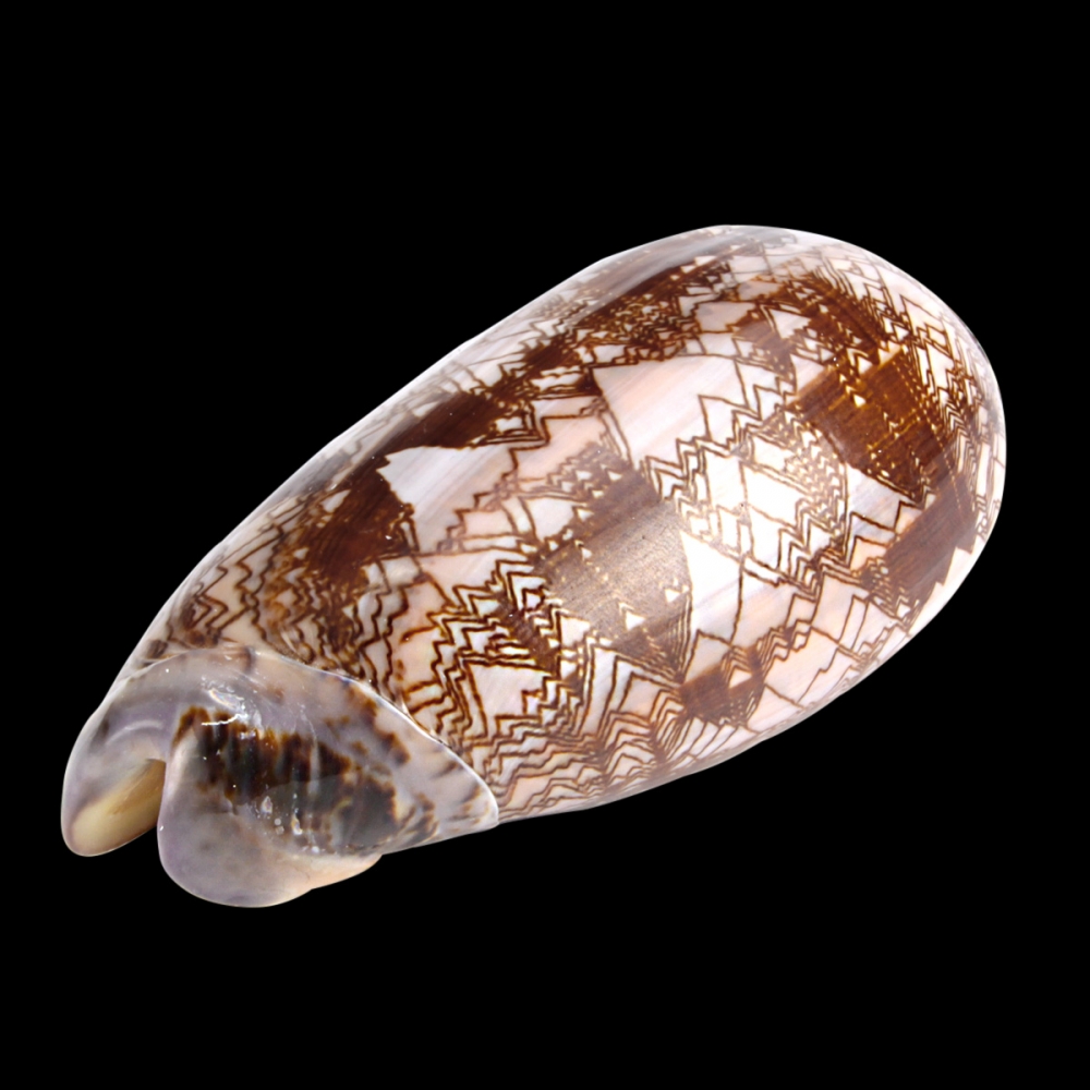 Oliva Porphyria - GIANT GEM