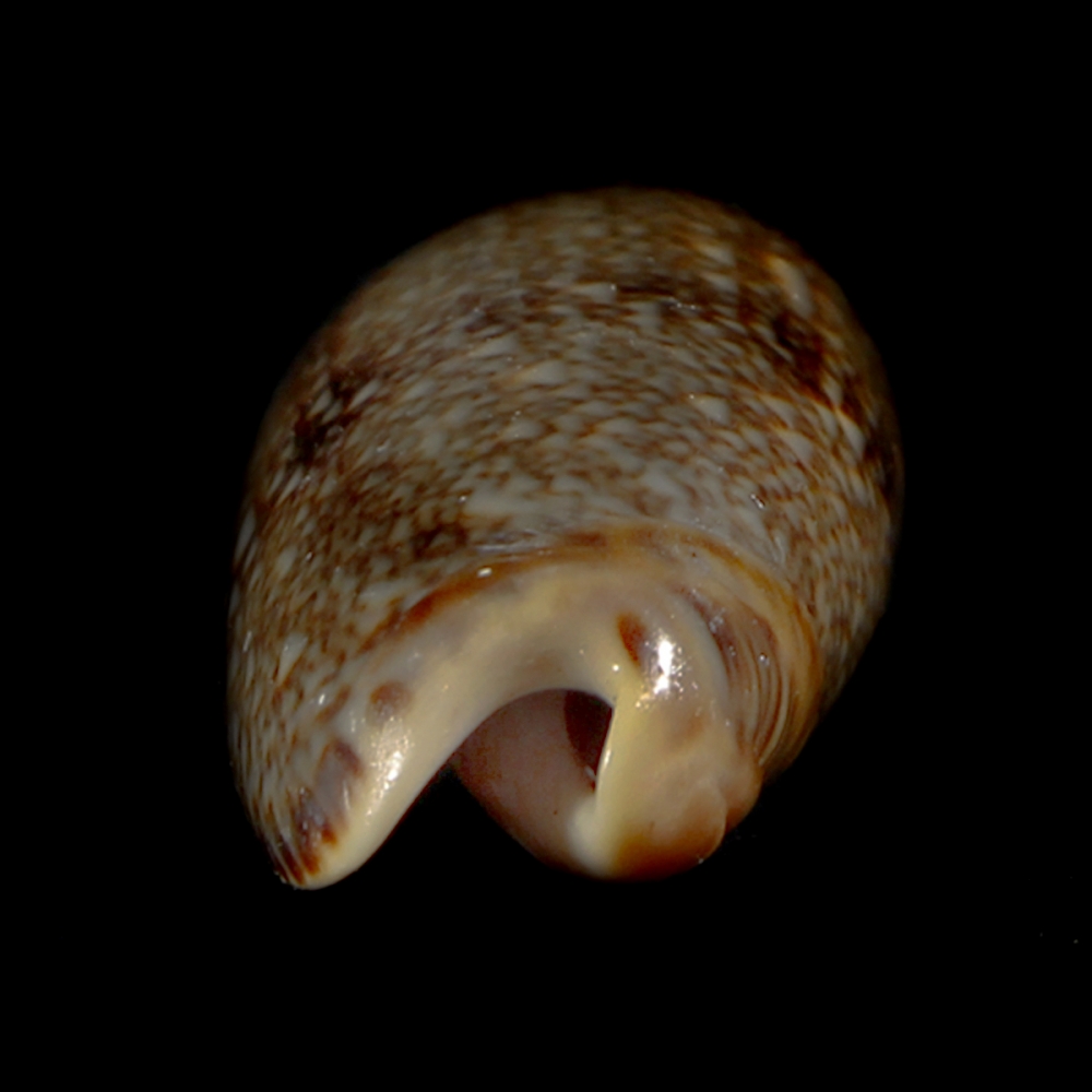 Oliva Reticulata