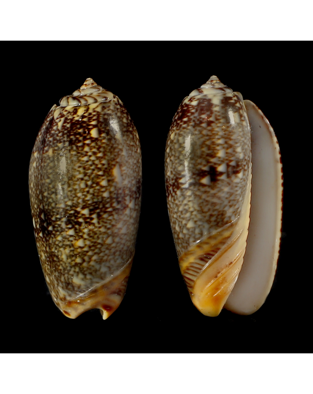Oliva Reticulata