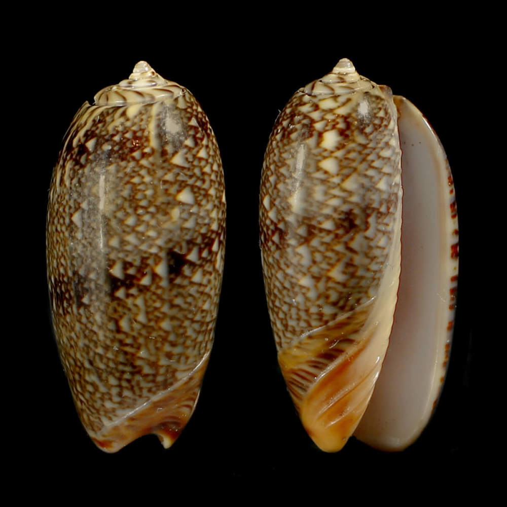 Oliva Reticulata