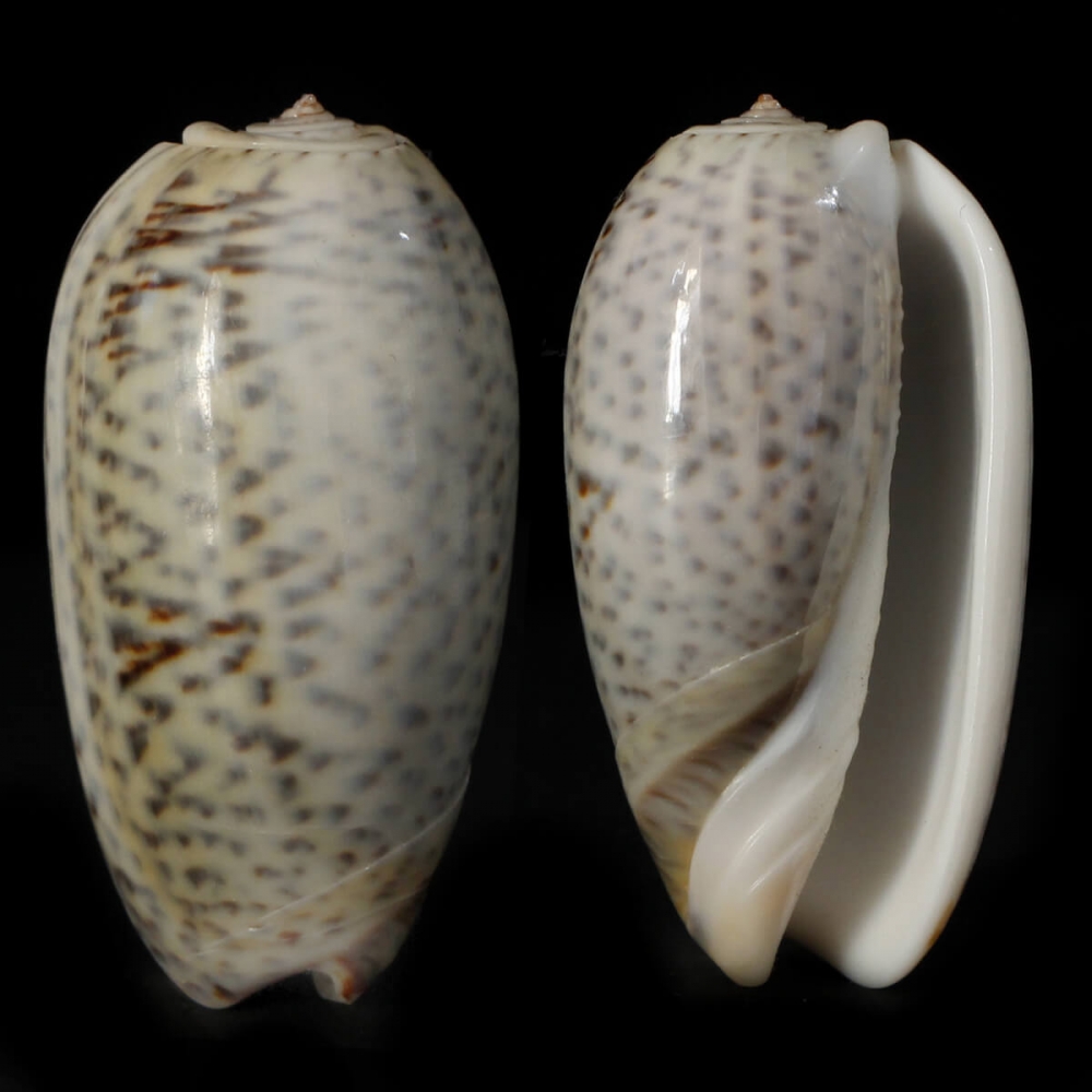 Tigrina-Olive – Madagaskar