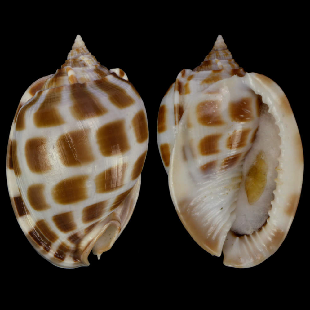 Phalium Areola - Filippine