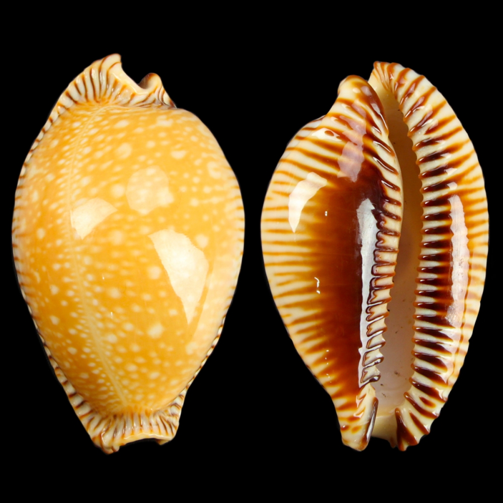 Cypraea Perisserosa - Thailandia