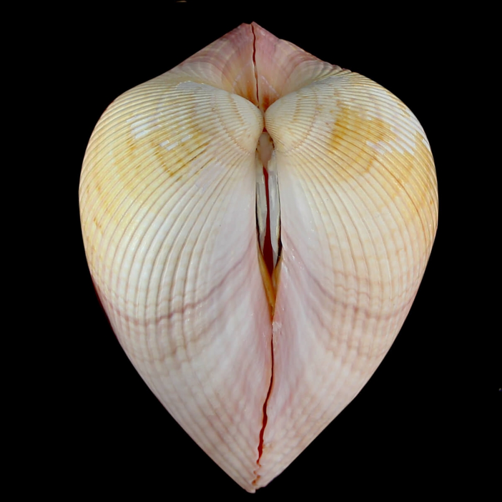 Maoricardium Pseudolima