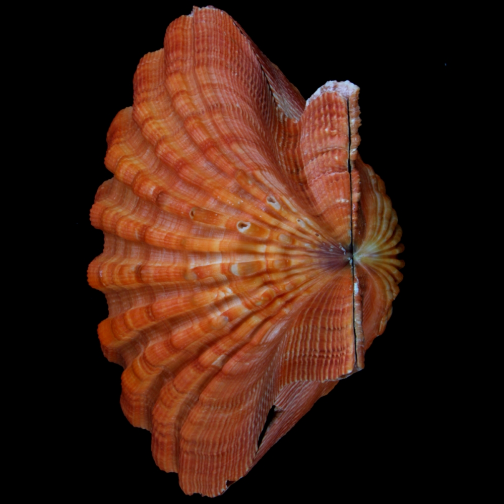 Pecten Subnodosus - Messico