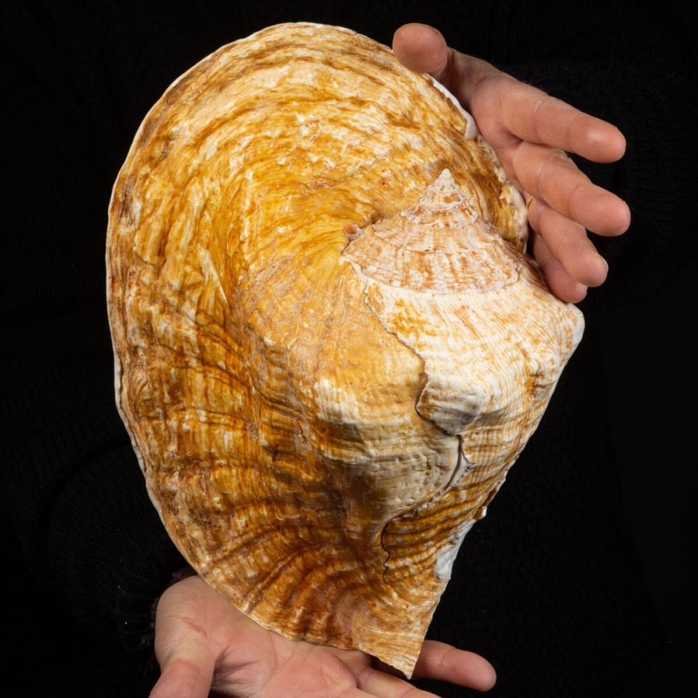 Lobatus Goliath - SGB-03