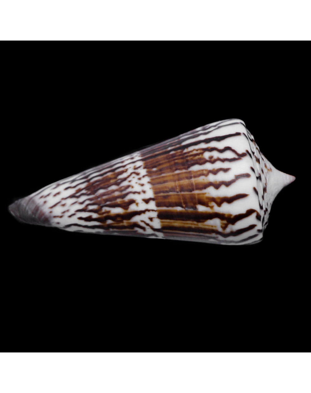 Strategoconus Generalis