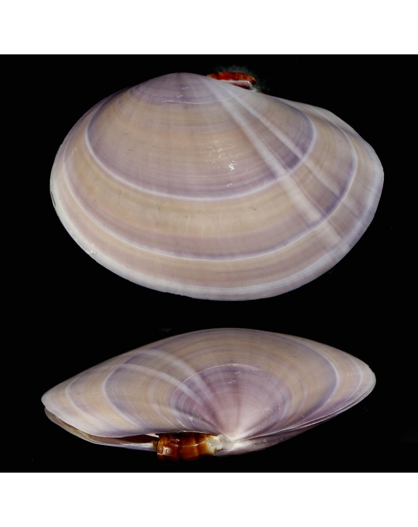 Psammobiidae Nuttallii Nuttallii