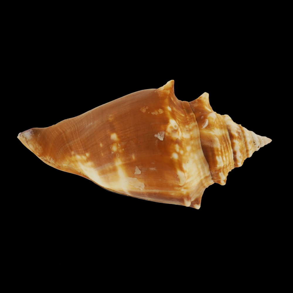 Strombidae Strombus Alatus