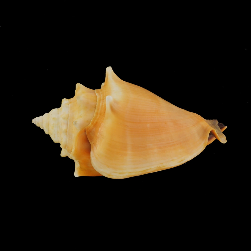 Strombidae Strombus Alatus