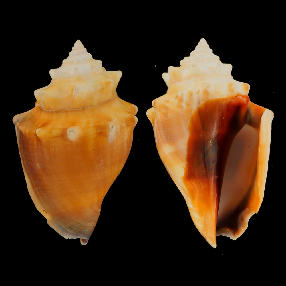 Strombidae Strombus Alatus