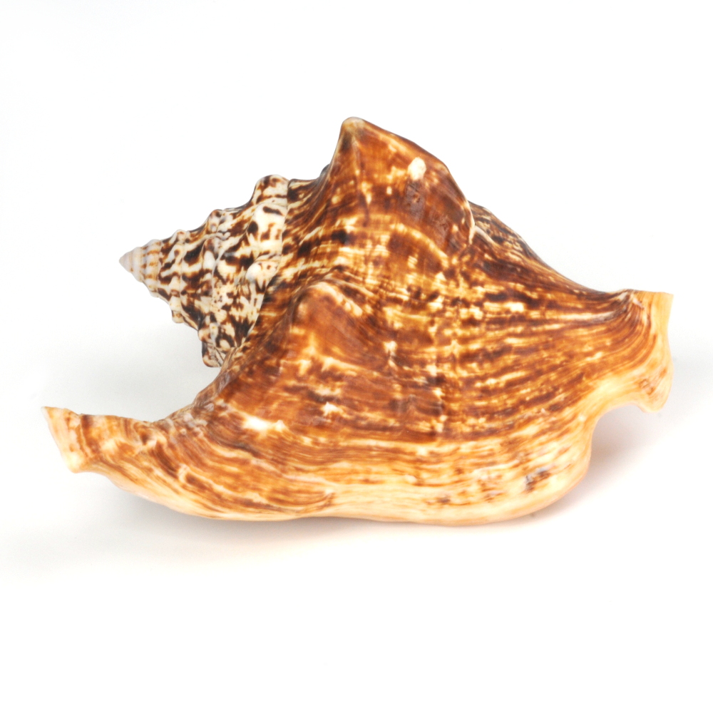 Tricornis Tricornis - Gibuti