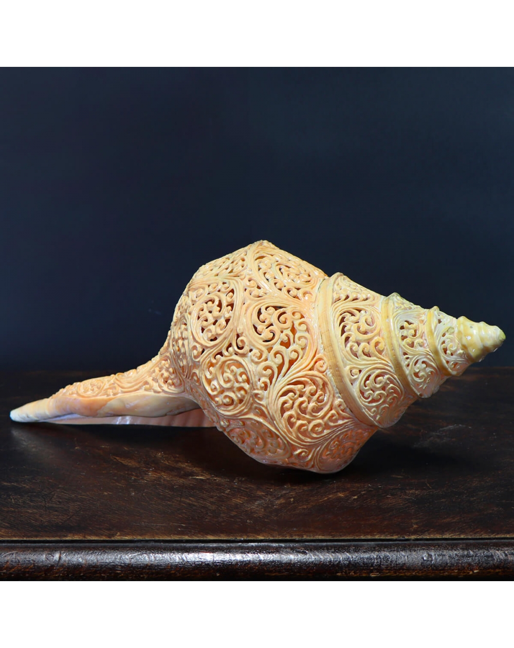 Carved Syrinx Aruanus