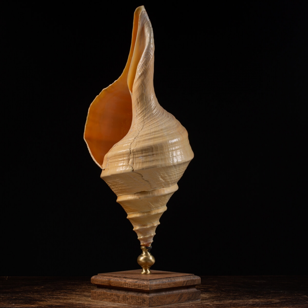 Syrinx Aruanus Conchiglia Gigante Indonesia