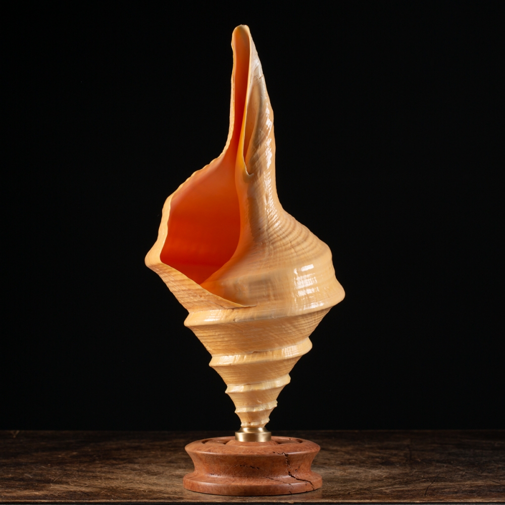 Syinx Aruanus su Piedistallo - Indonesia