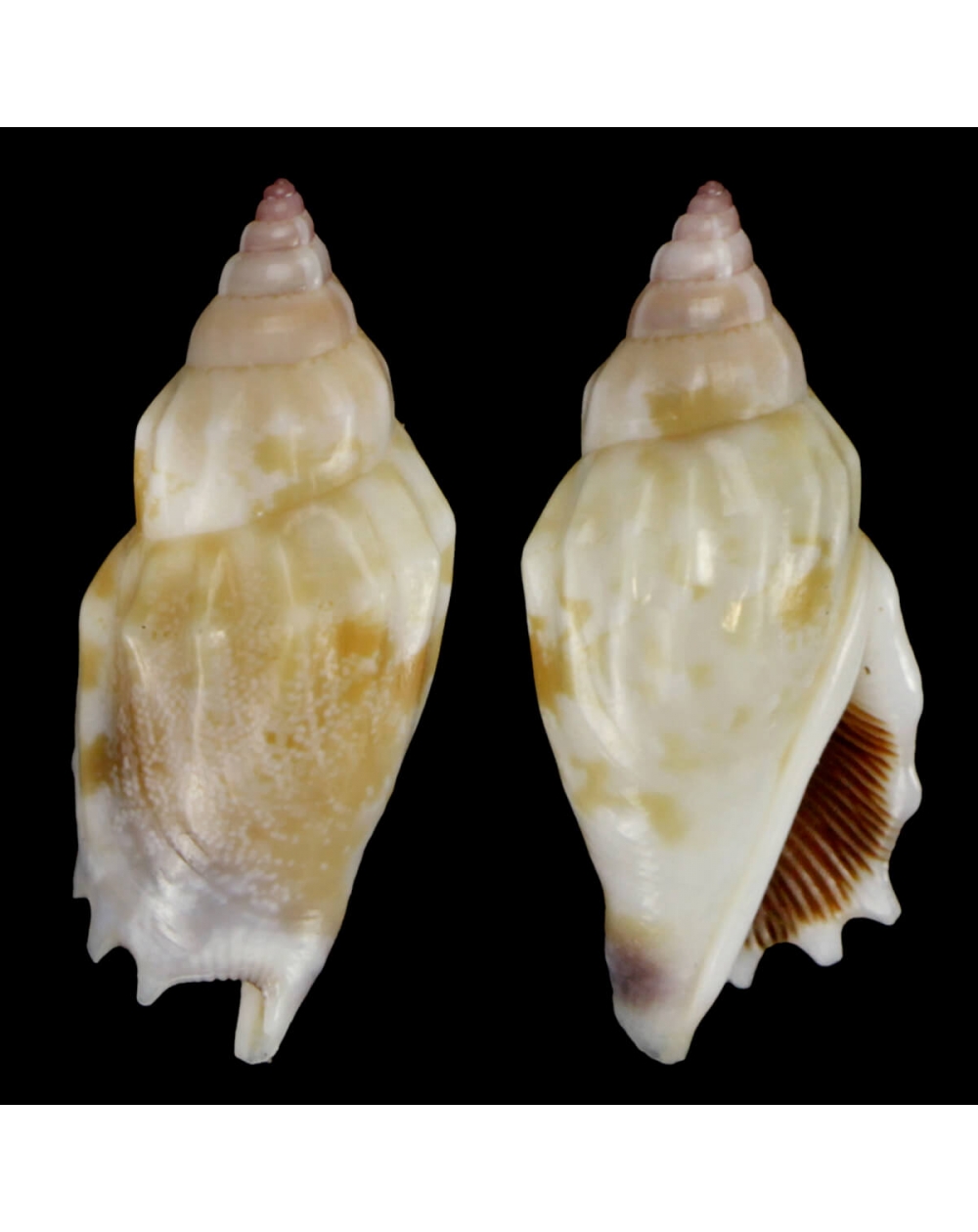 Tridentarius Dentatus DWARF