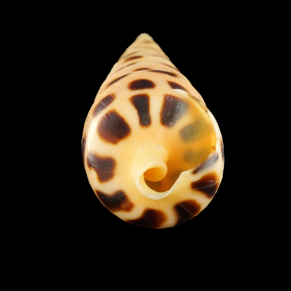 Terebra Consobrina - Madagascar