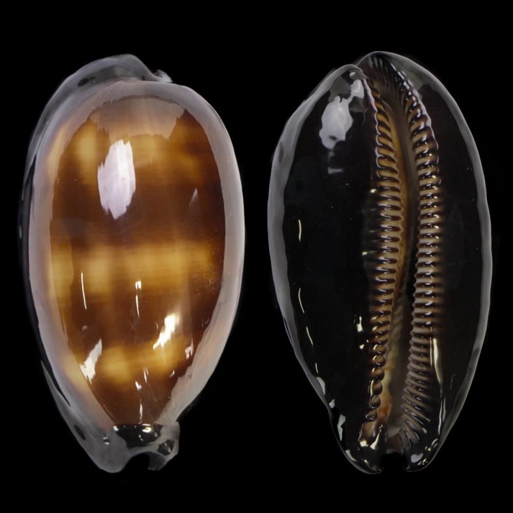 Talparia talpa talpa f. Saturata