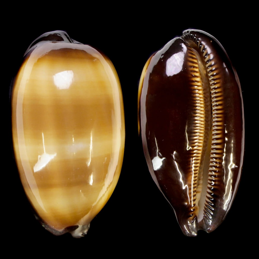 Talparia talpa talpa