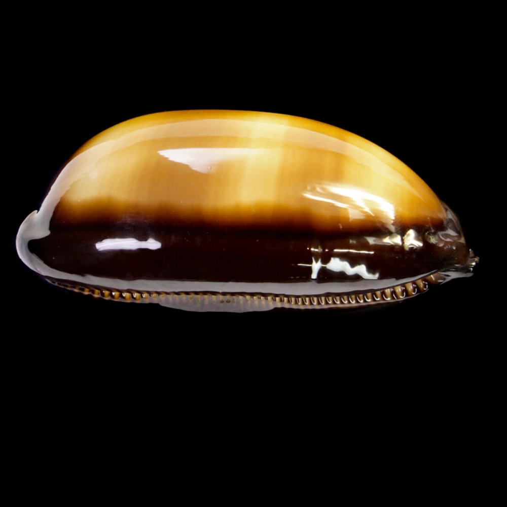 Talparia talpa talpa