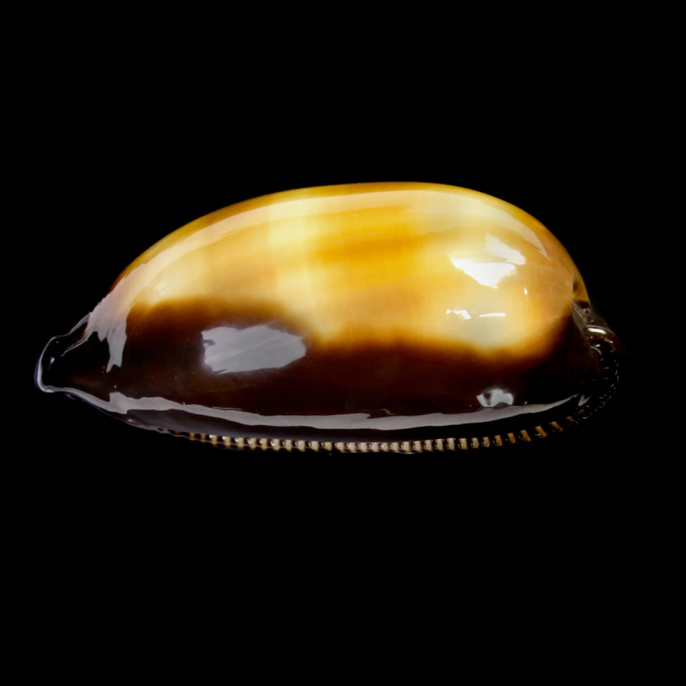 Talparia talpa talpa