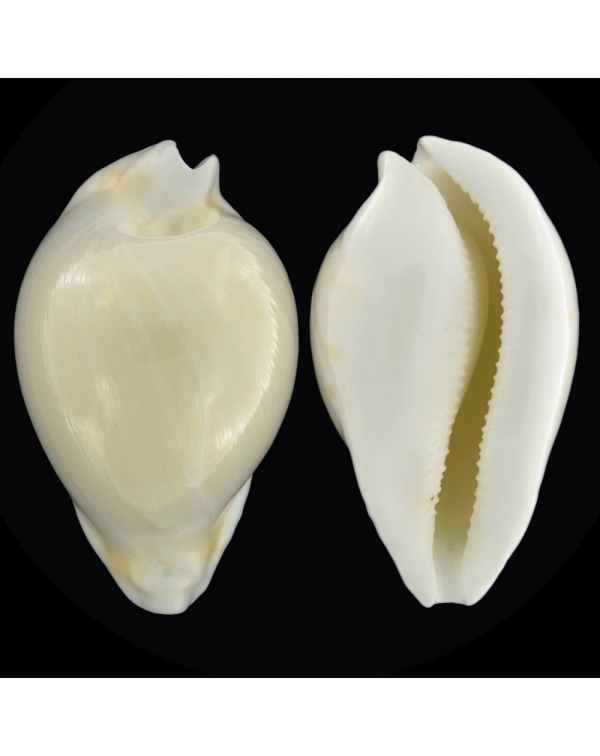 Umbilia Hesitata Hesitata F. Howelli