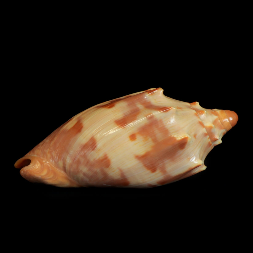 Cymbiola Aulica - Filippine