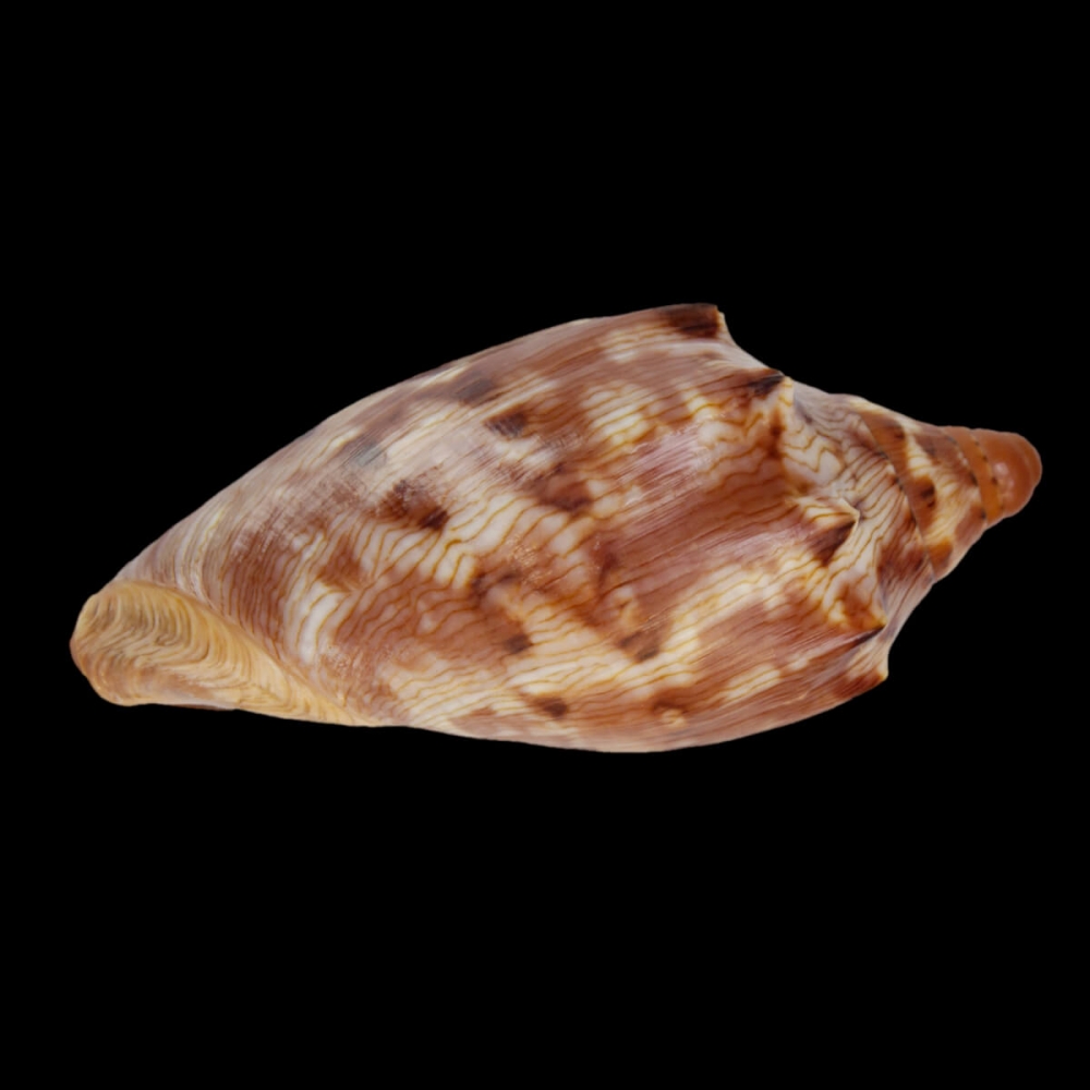Cymbiola Aulica