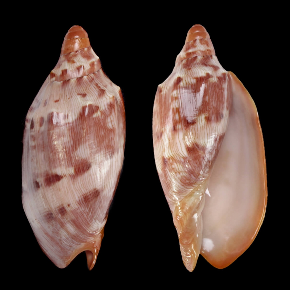 Cymbiola Aulica f. Palawanica