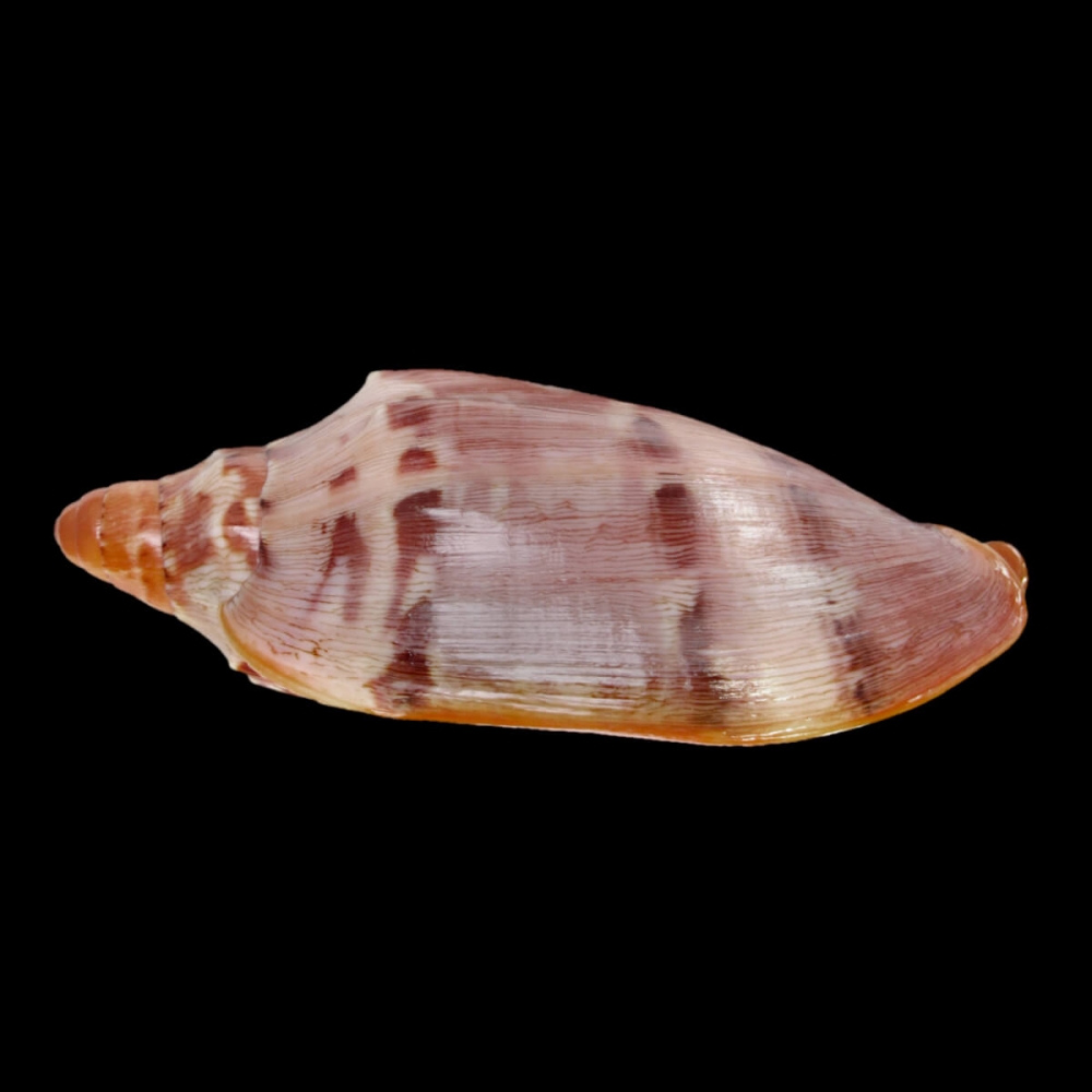 Cymbiola Aulica f. Palawanica