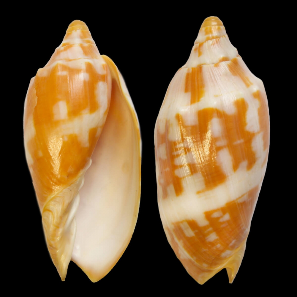 Cymbiola Palawanica - Filippine