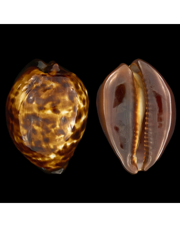 Zoila Decipiens