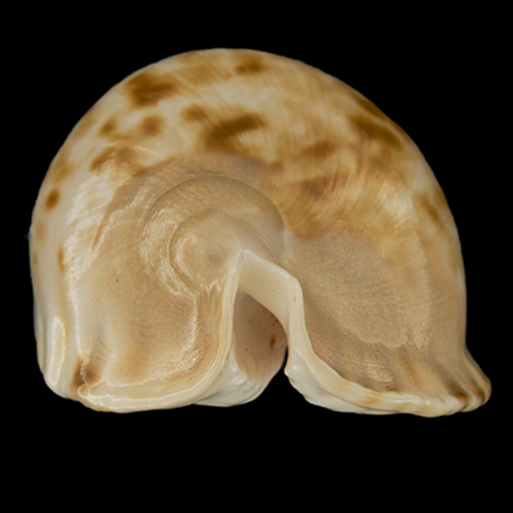 Zoila Marginata Consueta - Australia