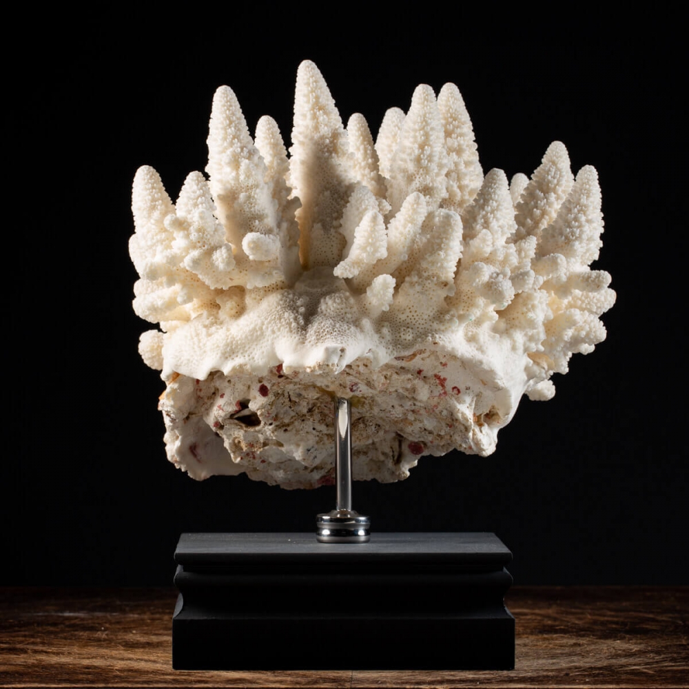 Acropora Nasuta - Maldive