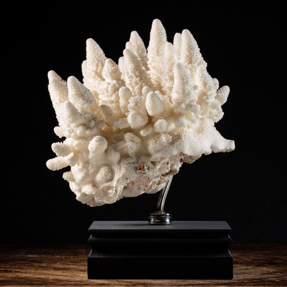 Acropora Nasuta - Maldive