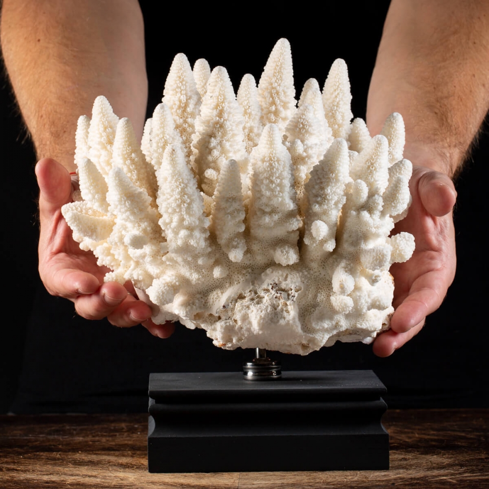 Acropora Nasuta - Maldive