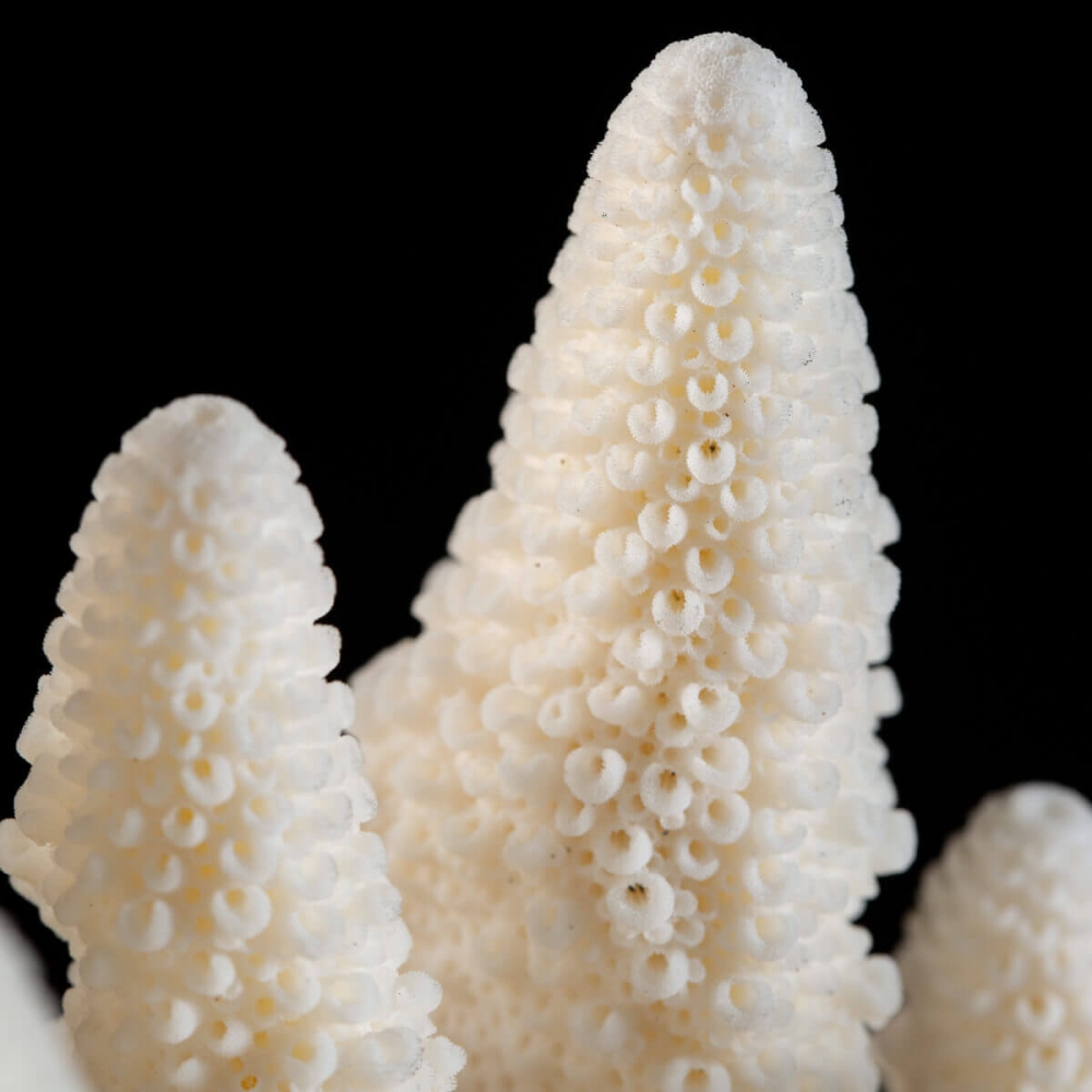 Acropora Nasuta - Maldive