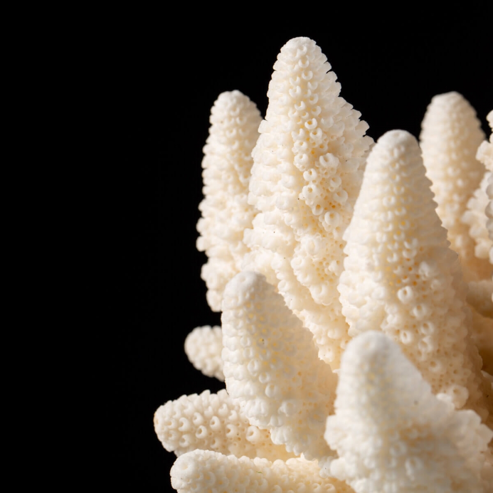 Acropora Nasuta - Maldive