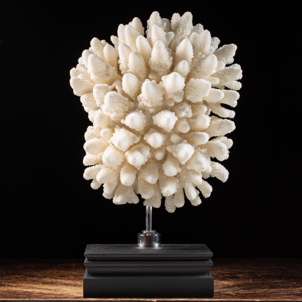 Acropora Nasuta - Maldive