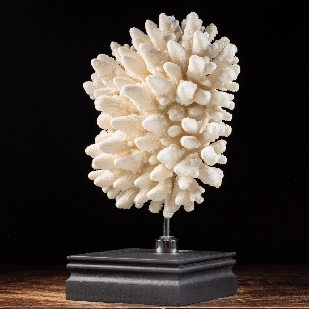 Acropora Nasuta - Maldive