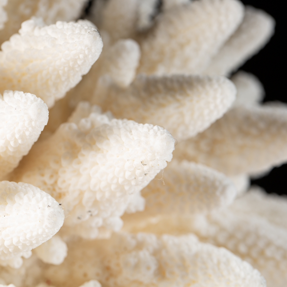 Acropora Nasuta - Maldive